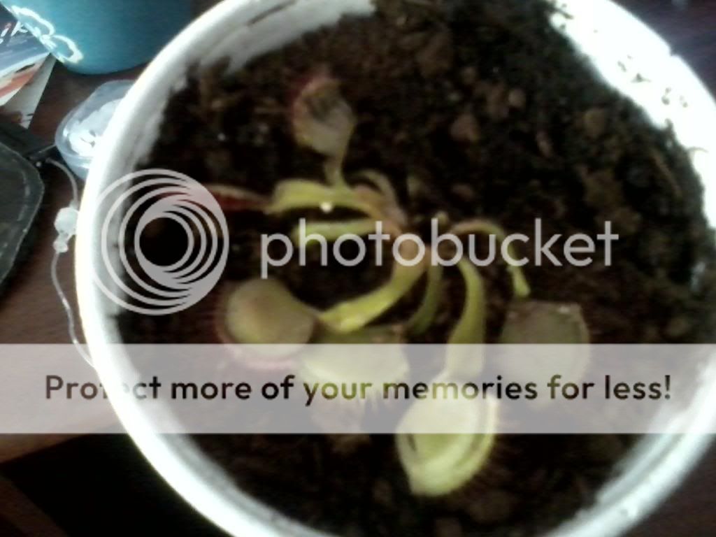 First VFT Dying Rapidly -- PLEASE HELP - FlyTrapCare Forums