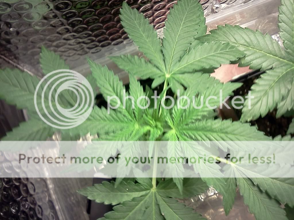 Blue Himalaya Auto flower 22 days (Pictures inside) | Grasscity.Forum ...