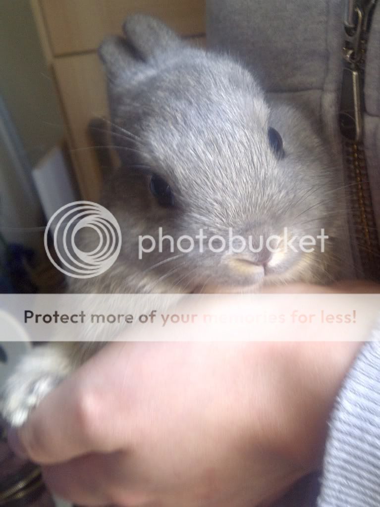 Adorable Netherland Dwarf X Mini Rex Doe for Sale | Reptile Forums