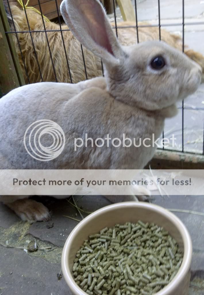 Adorable Netherland Dwarf X Mini Rex Doe for Sale | Reptile Forums