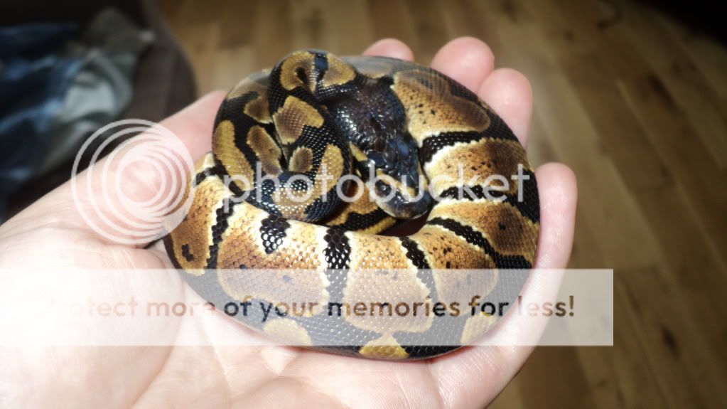 my baby royal pythons | Reptile Forums