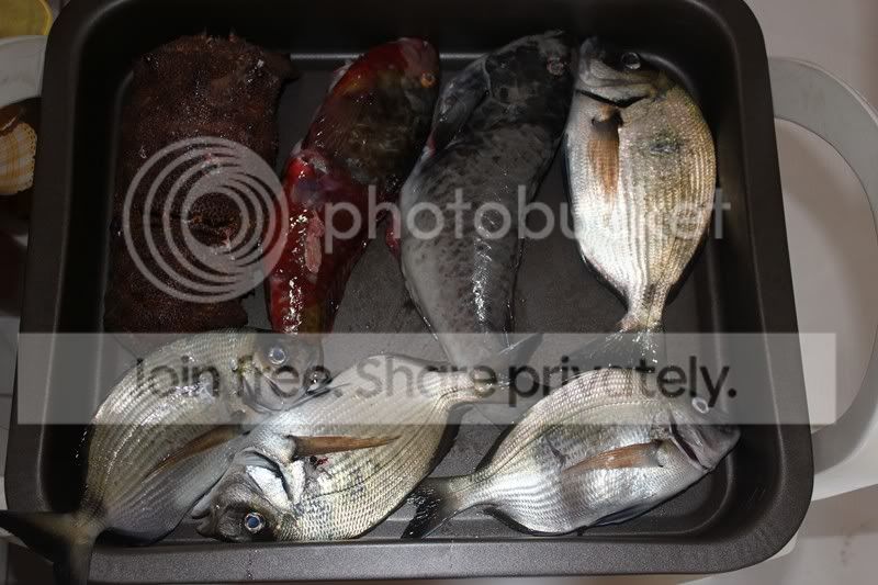 Οχι αλλο καρβουνο ...... - SpearFishingForum.gr