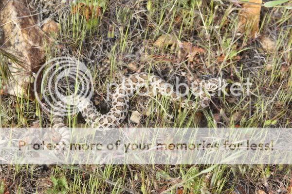 work and play: Random field pics for my Utah herp season - Field Herp Forum